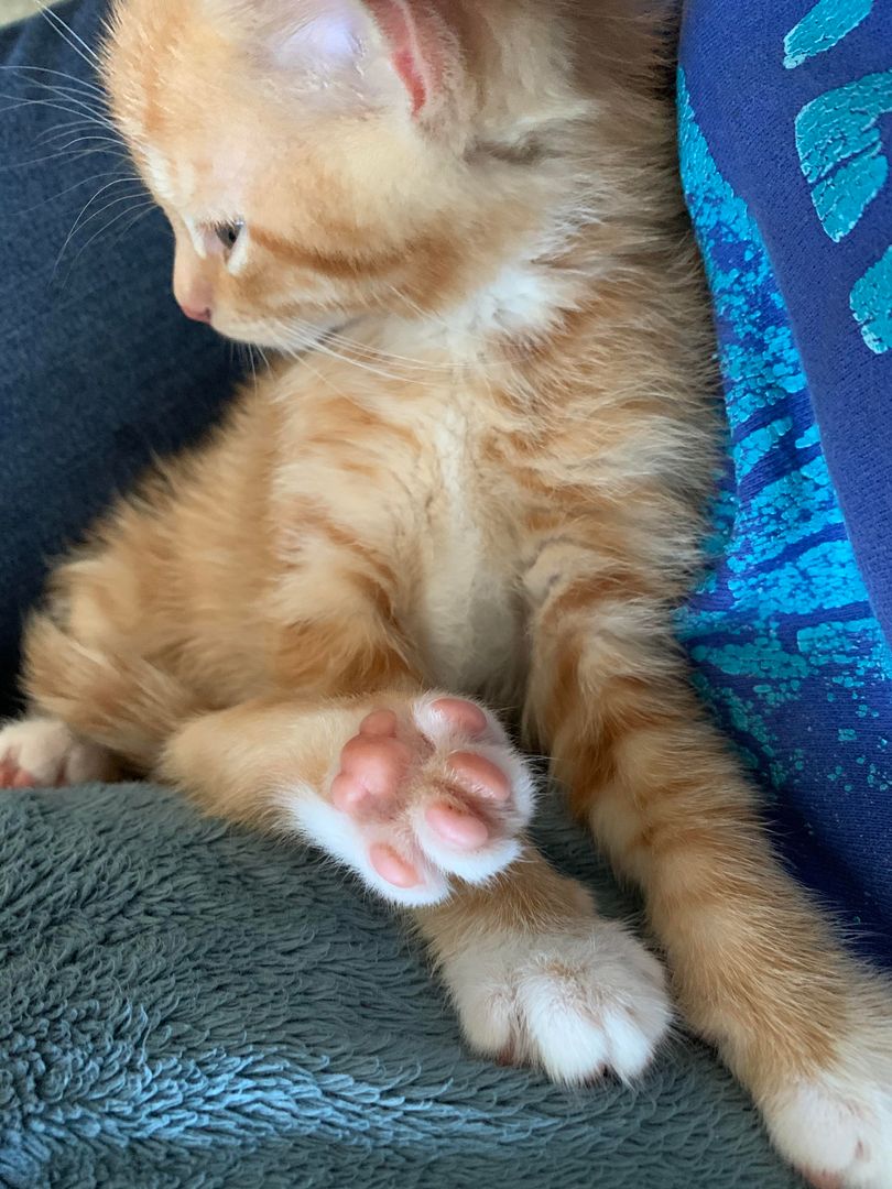 Goob has the pinkest little toebeans | Scrolller