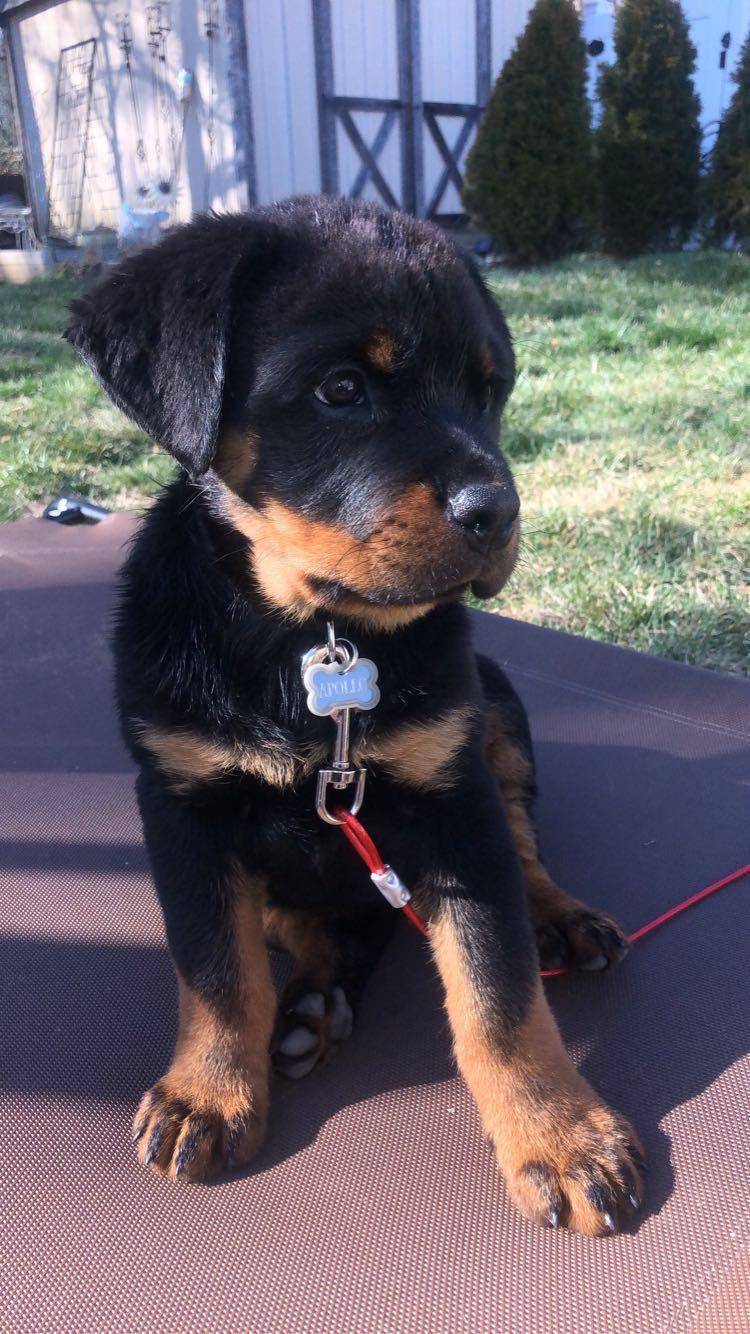 Good boi gone model | Scrolller