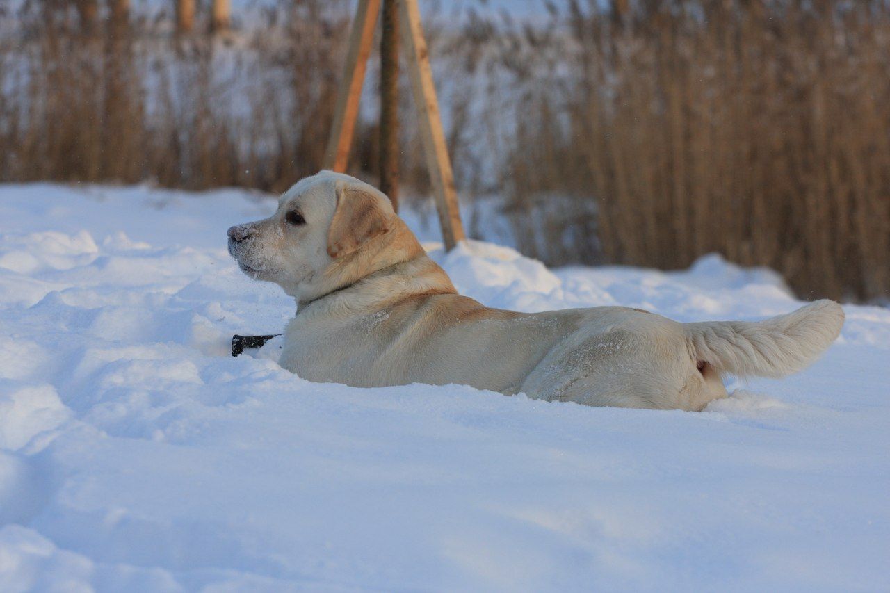 Good boy)))) | Scrolller