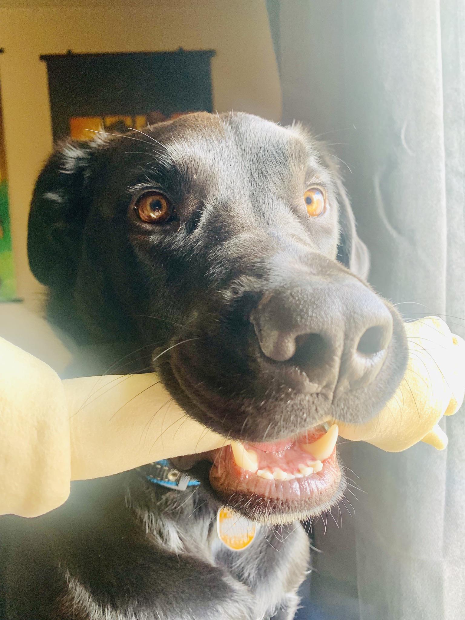 Discover more like GoodBoy: Good Boy and Related Content | Scrolller