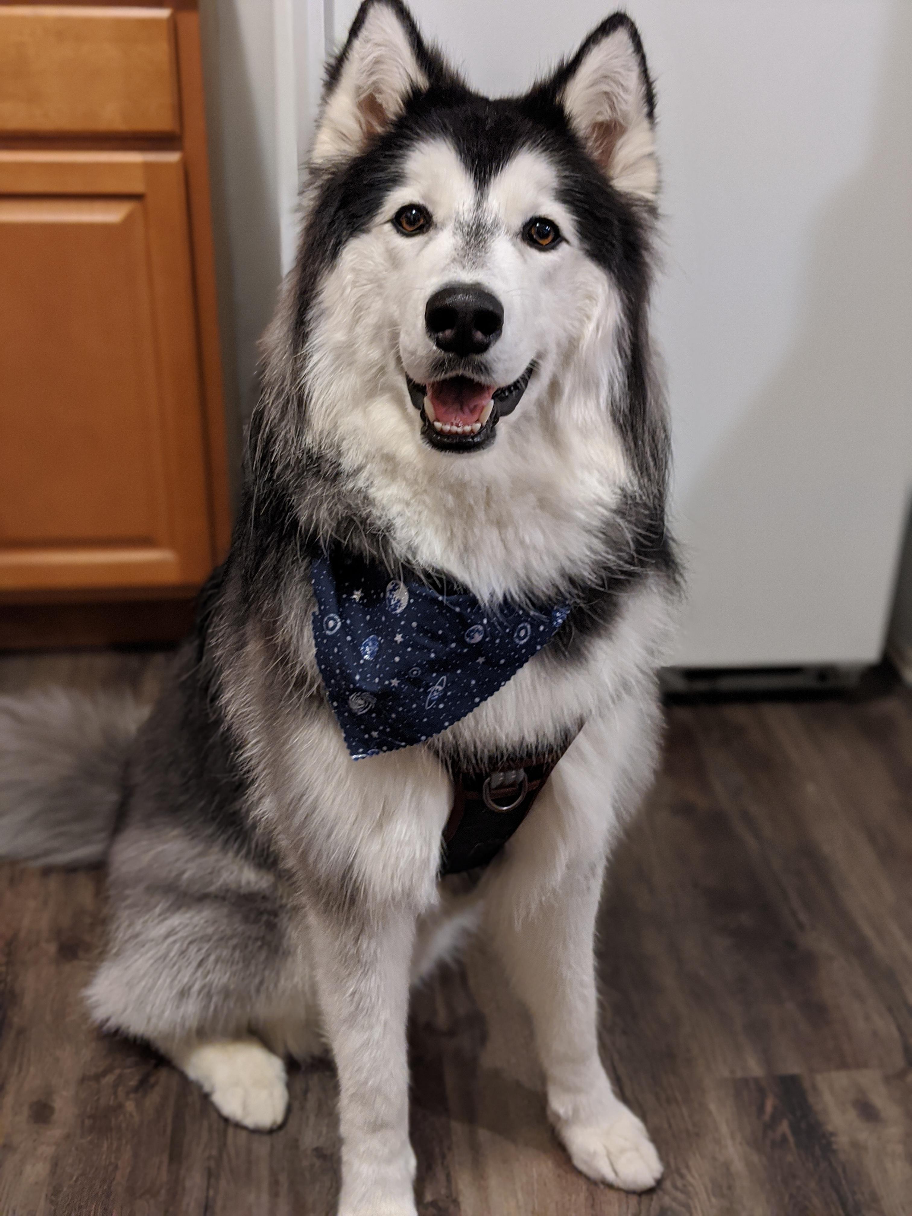 Good boy is looking out of this world post-grooming! | Scrolller