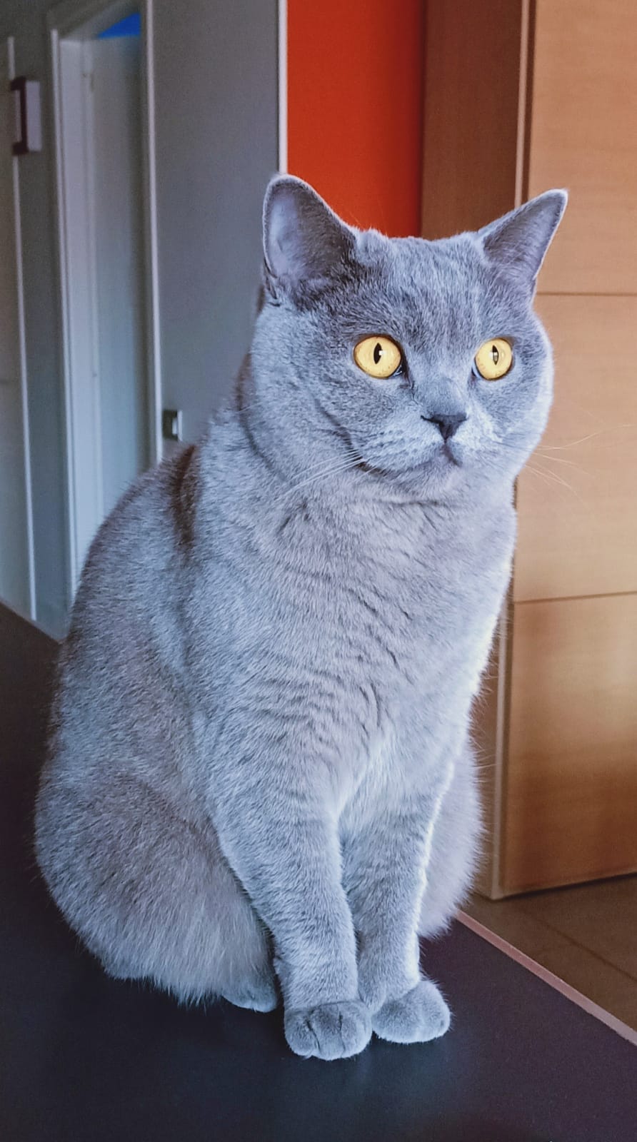 Good morning from Milú | Scrolller