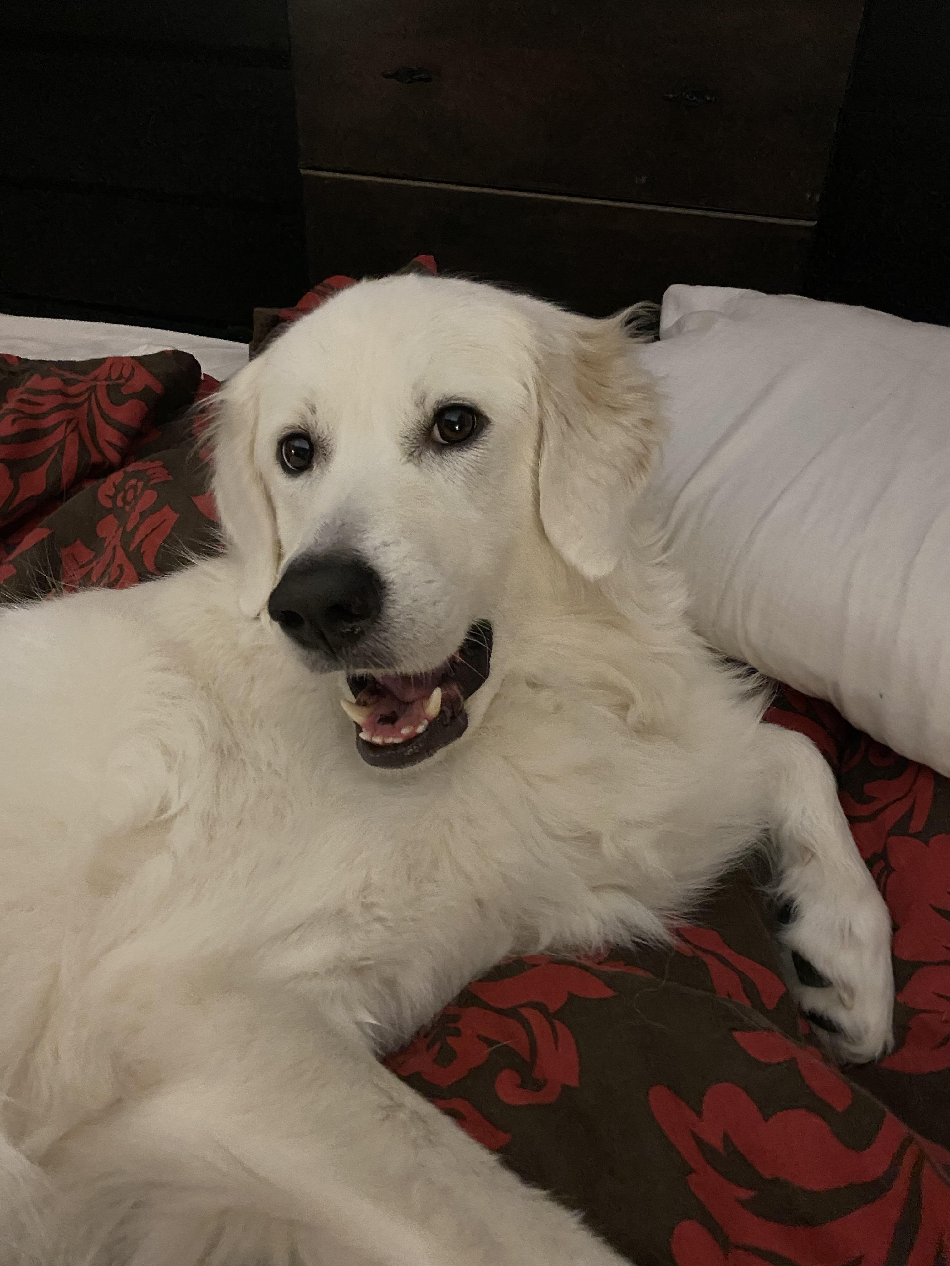 Good morning from this goofy boy 🙃 | Scrolller