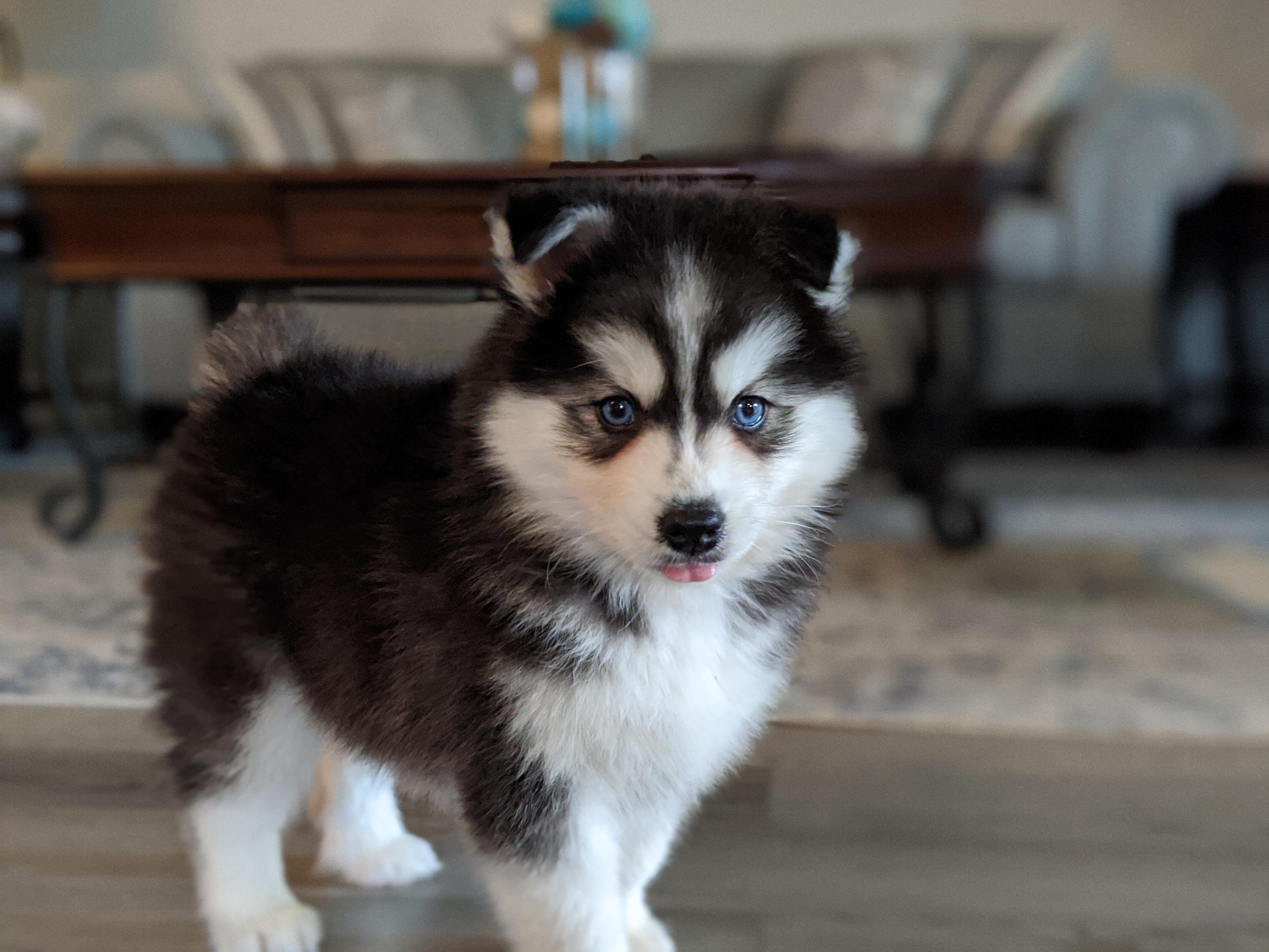 Goodest boy | Scrolller