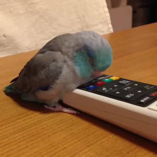 Goodnight birb | Scrolller