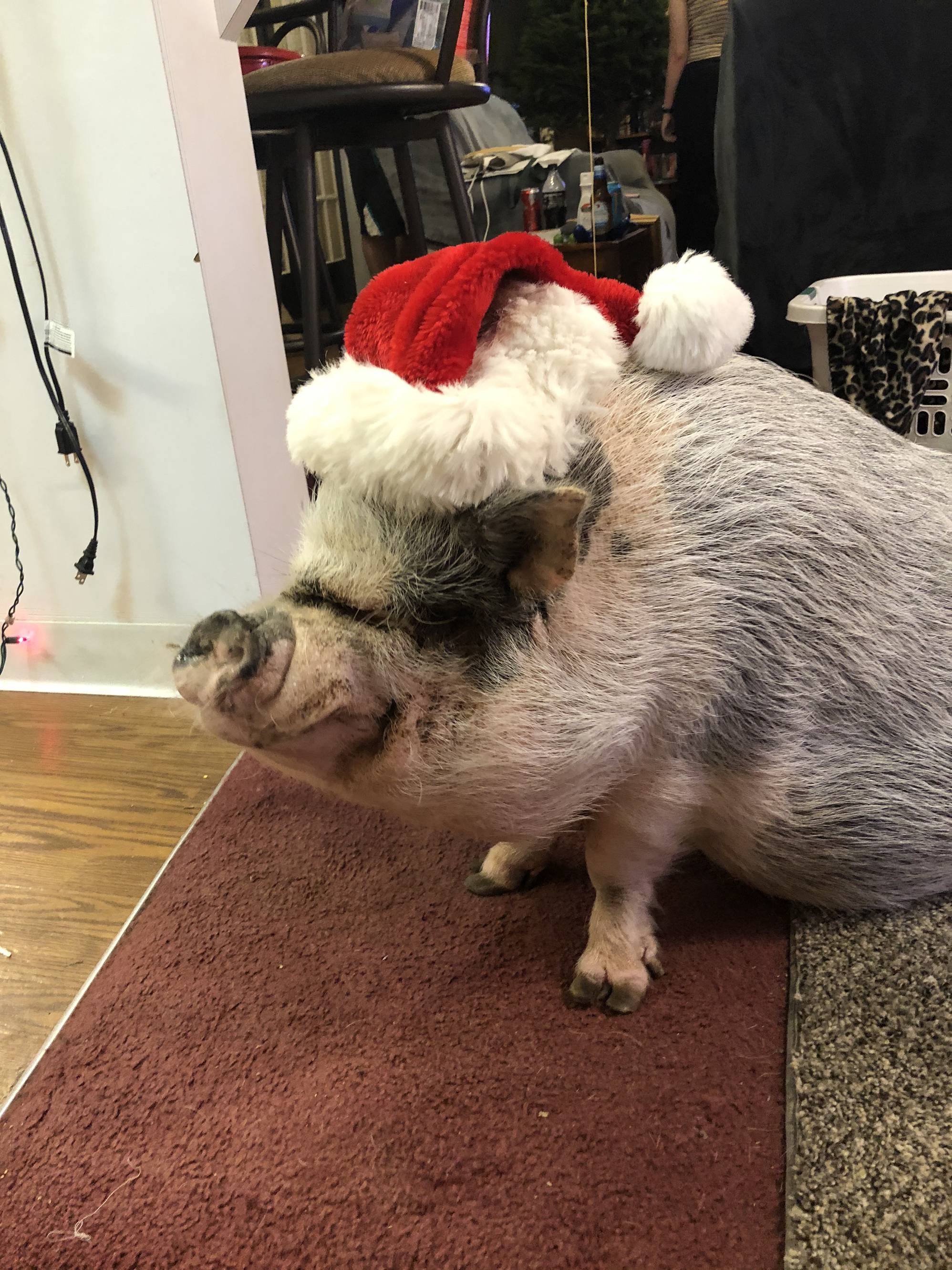 Gordon wants some hog nog | Scrolller