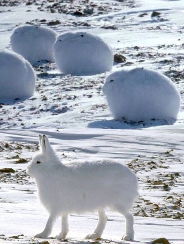 🔥 Gorgeous Arctic hares 🔥 | Scrolller