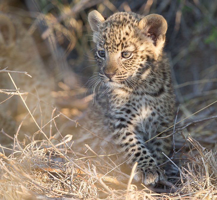 Gorgeous little leopard cub | Scrolller