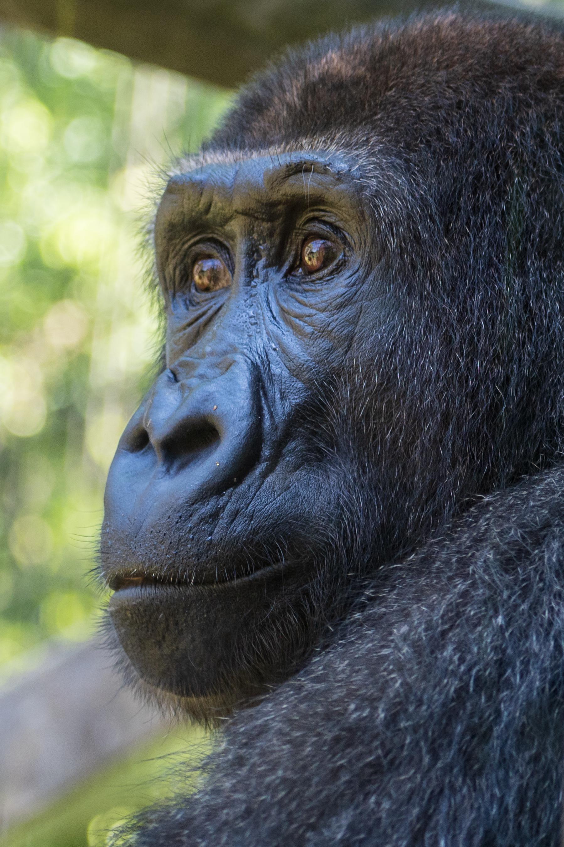 Gorilla portrait. | Scrolller