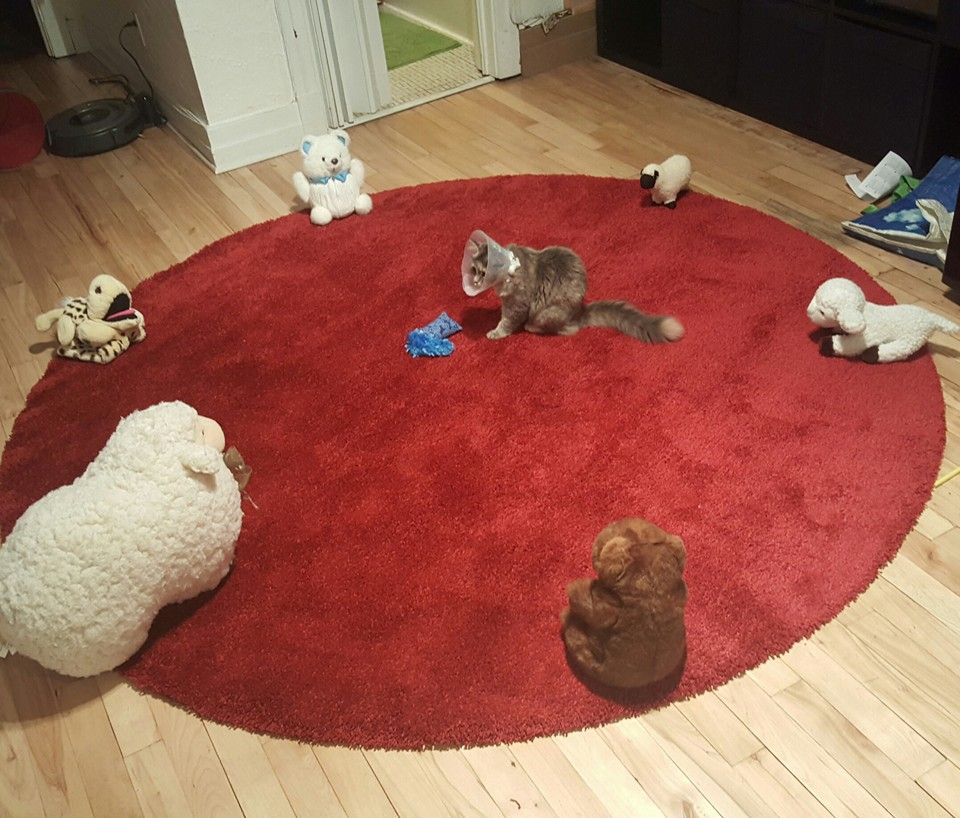 Got a new carpet | Scrolller