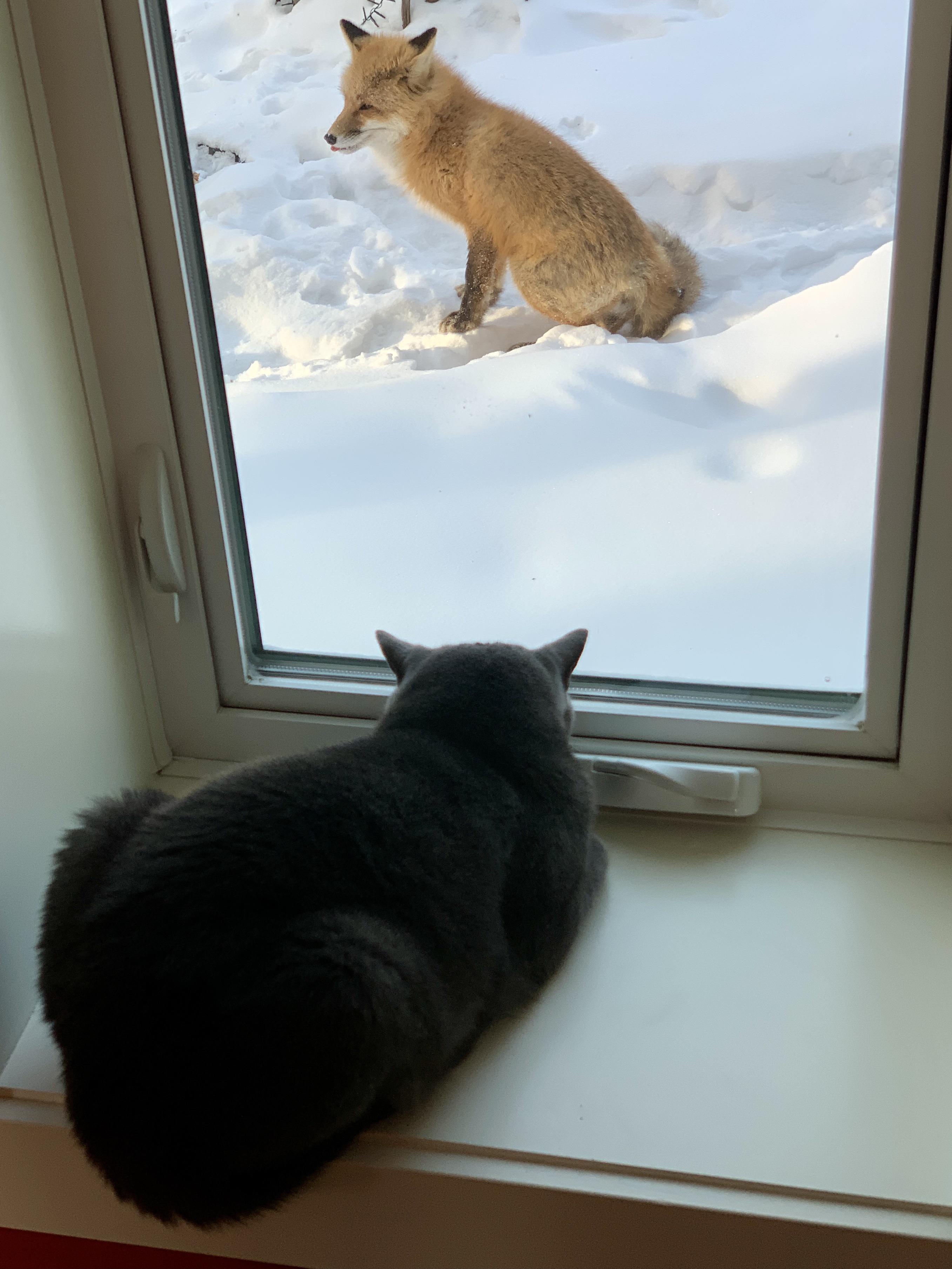 Got a visit from a derpy fox today | Scrolller