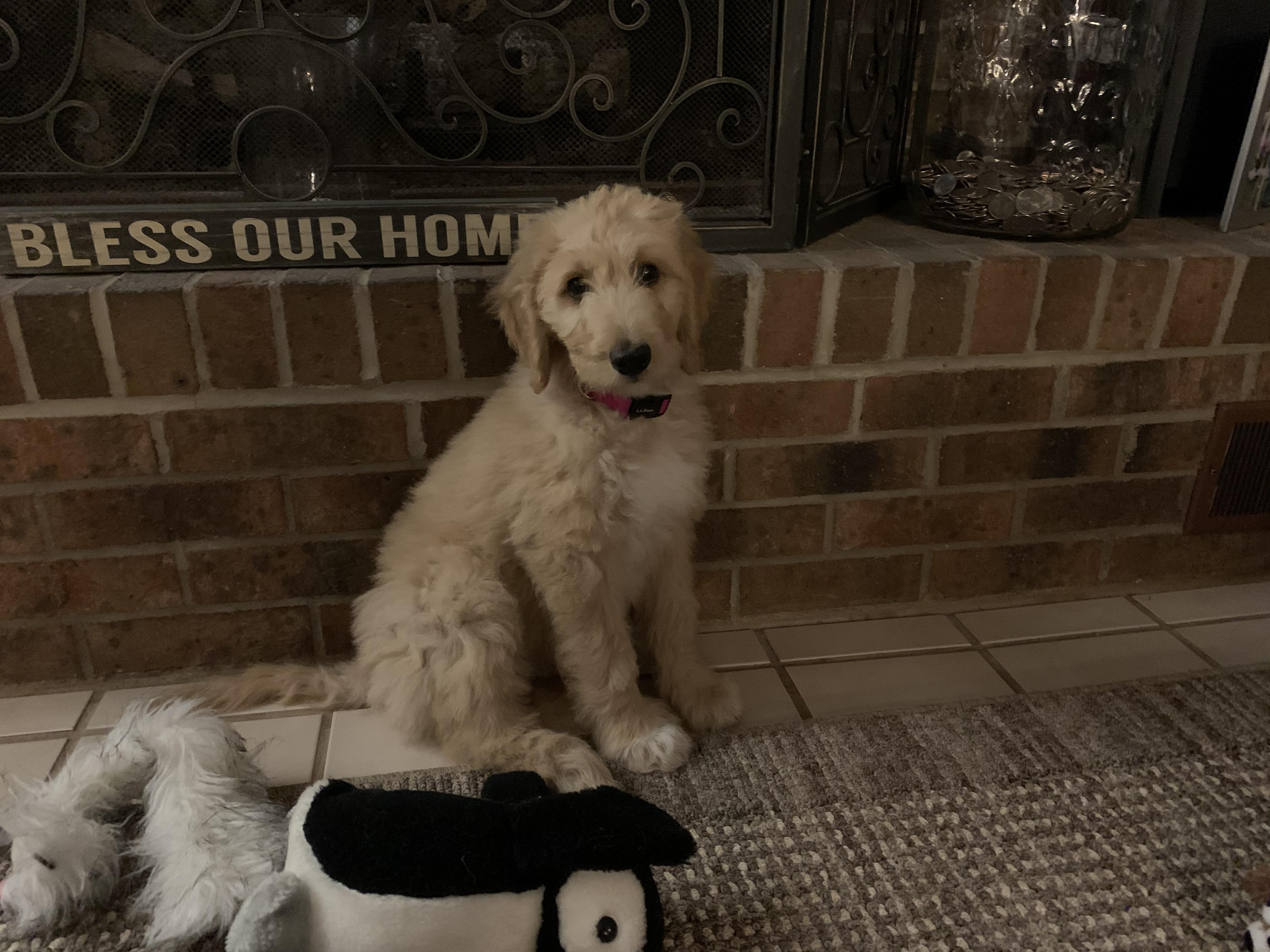 Grandmas Golden Doodle named Molly | Scrolller