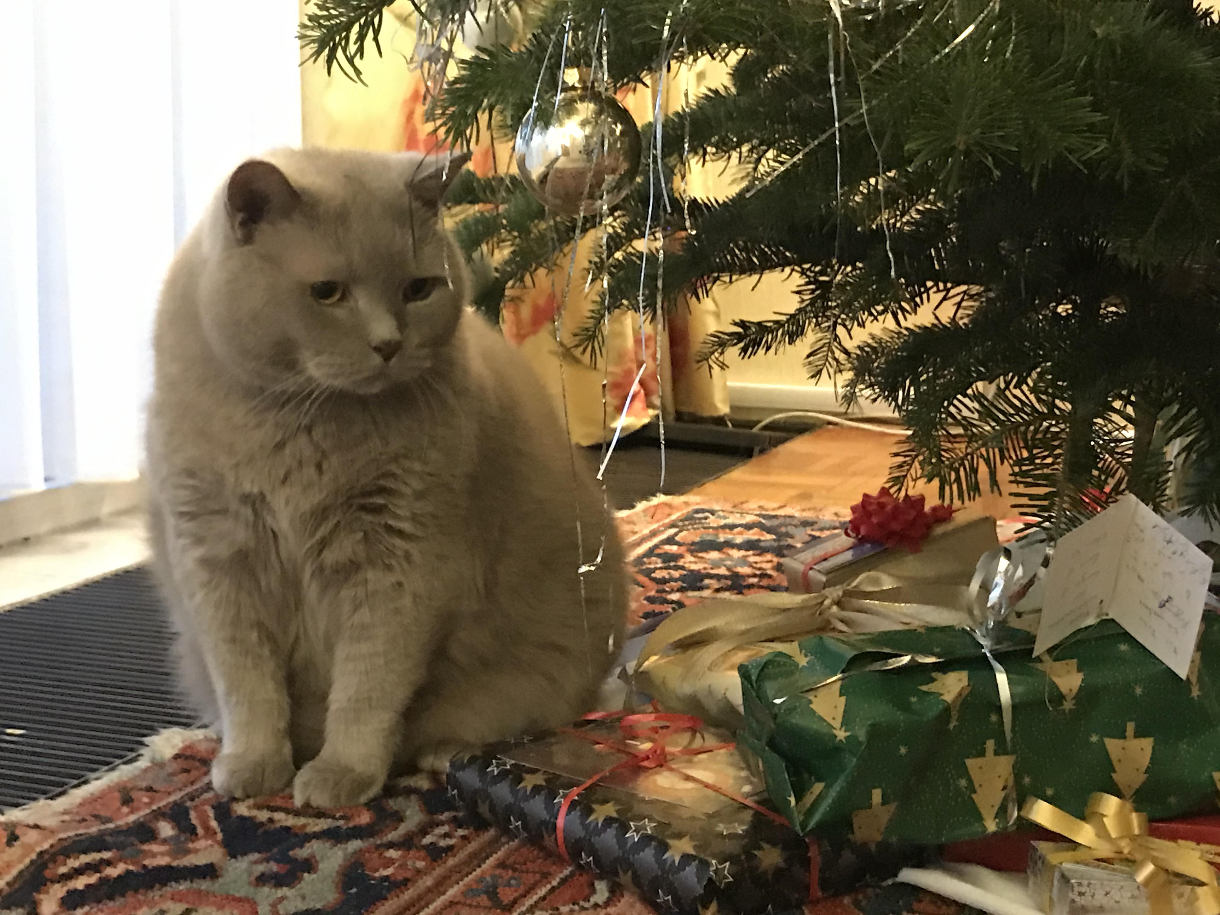 Grandpa’s festive chonker | Scrolller