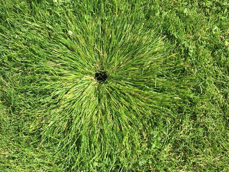 Grass Hole | Scrolller