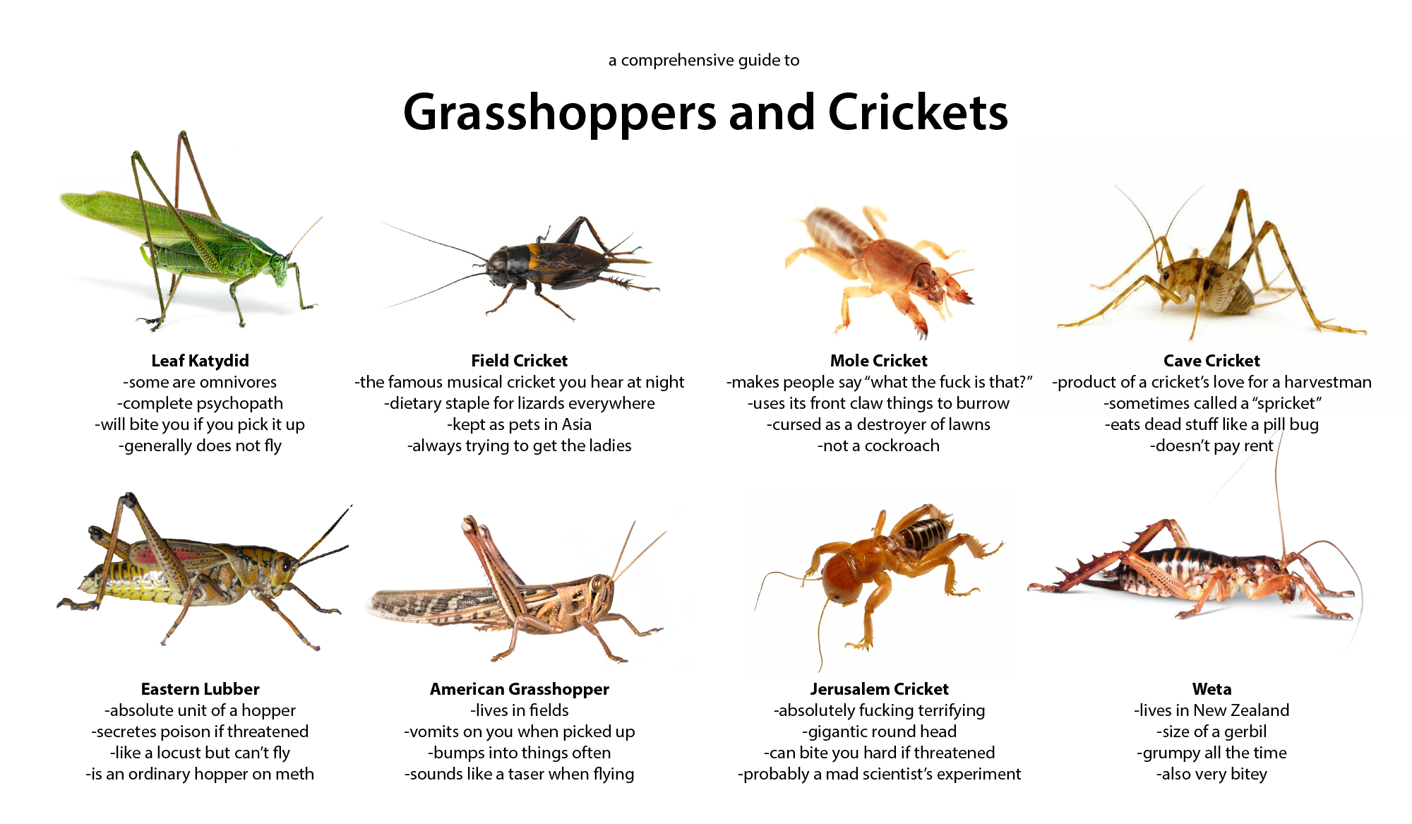 Grasshoppers and Crickets | Scrolller