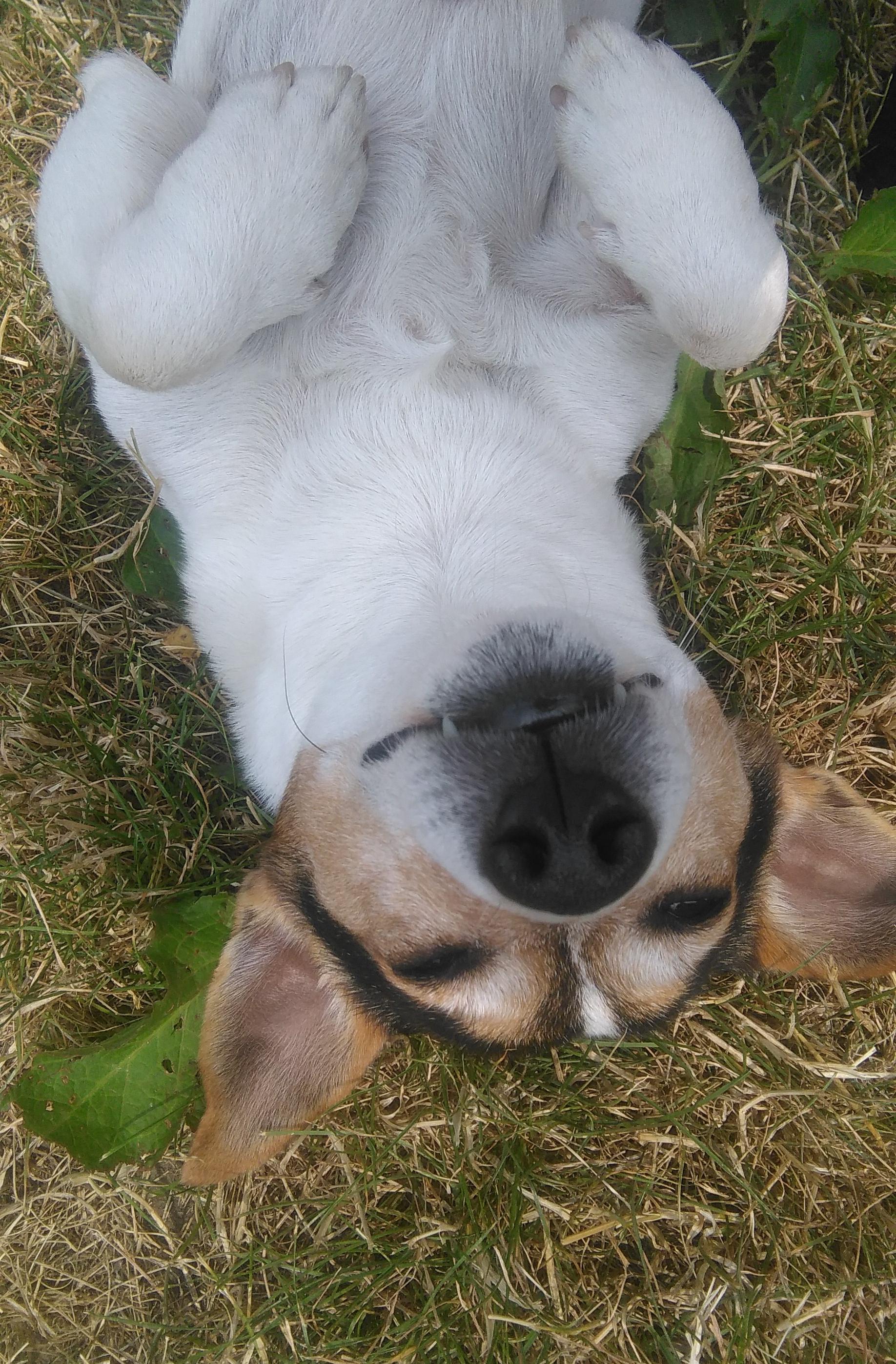 Grassy zen boi | Scrolller