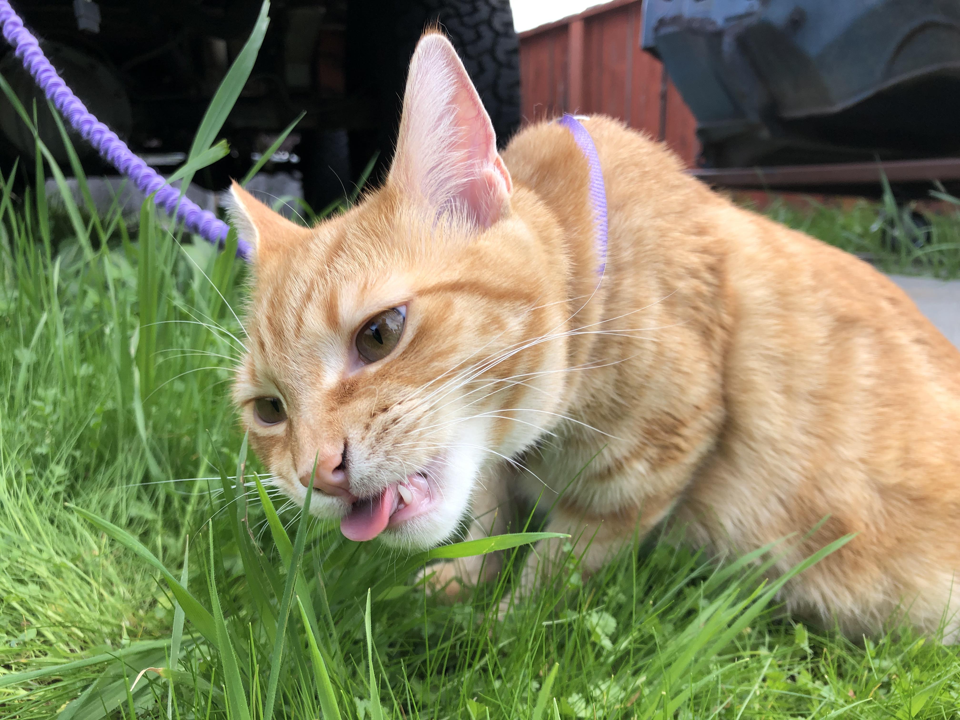 Grazing mlem | Scrolller