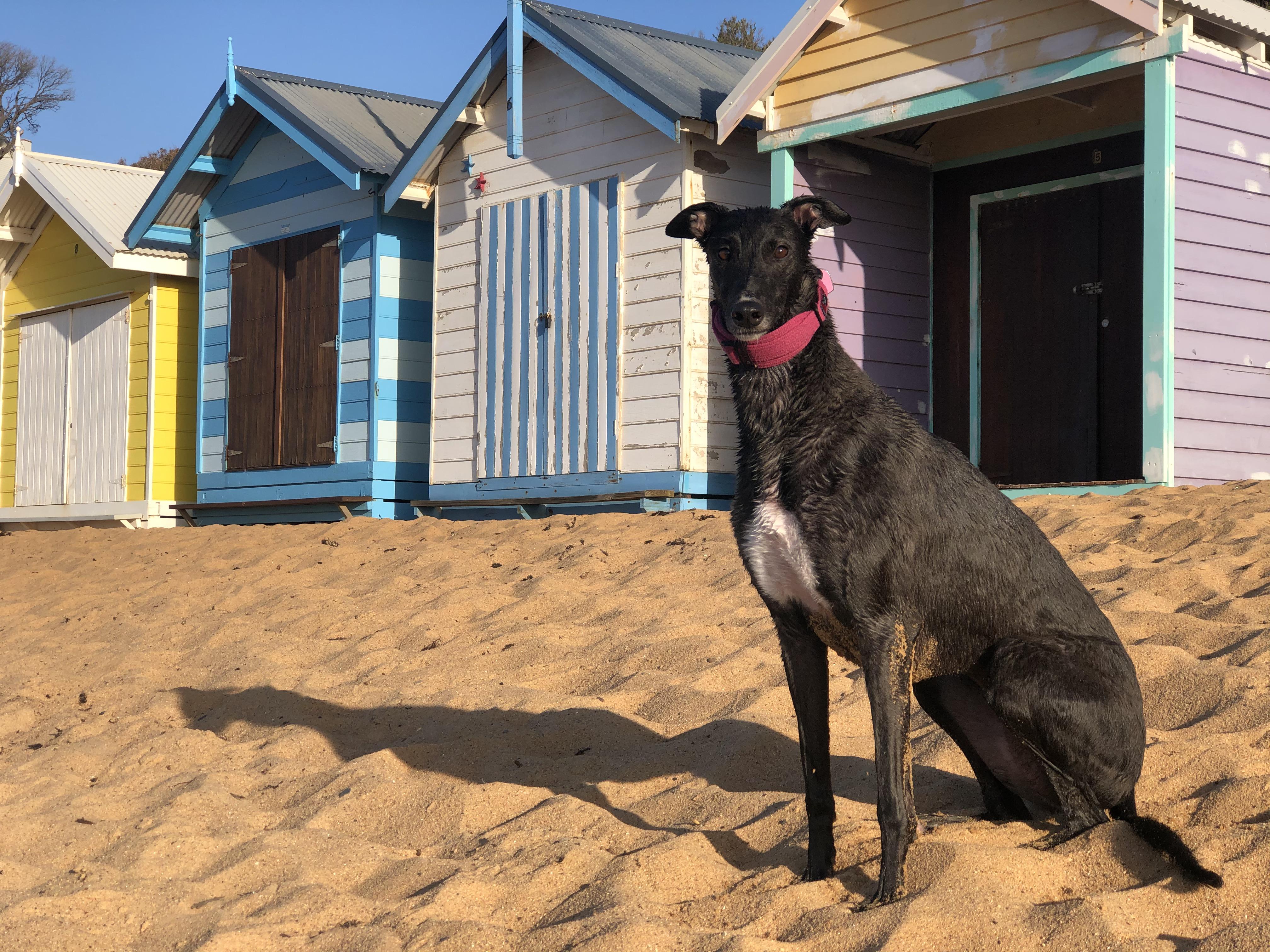 Great Aussie summer 🏝😍 with Daisy girl | Scrolller