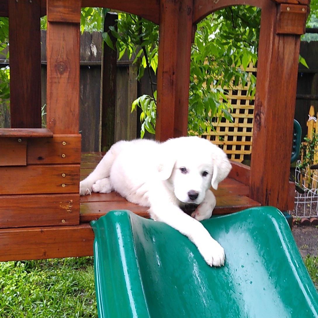 Great Pyrenees pup loves to hang out in the kid’s playhouse and exits by sliding down the slide ...