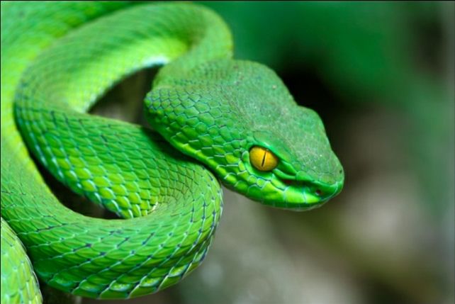 Green Pit Viper | Scrolller