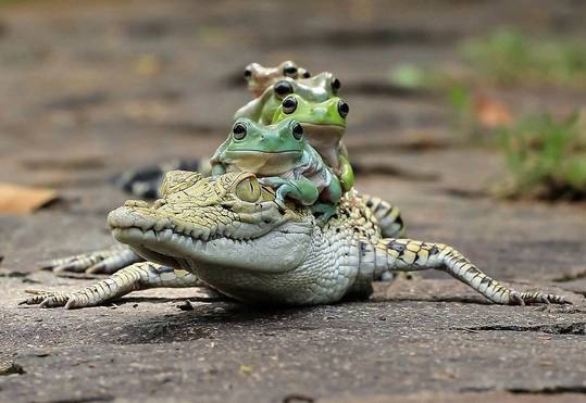 Green tree frogs riding on a caiman | Scrolller