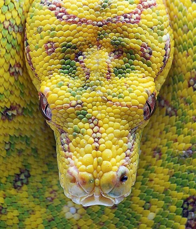 Green Tree Python uses thermo sensory pits (heat sensors) on its jaw to track warm blooded prey ...