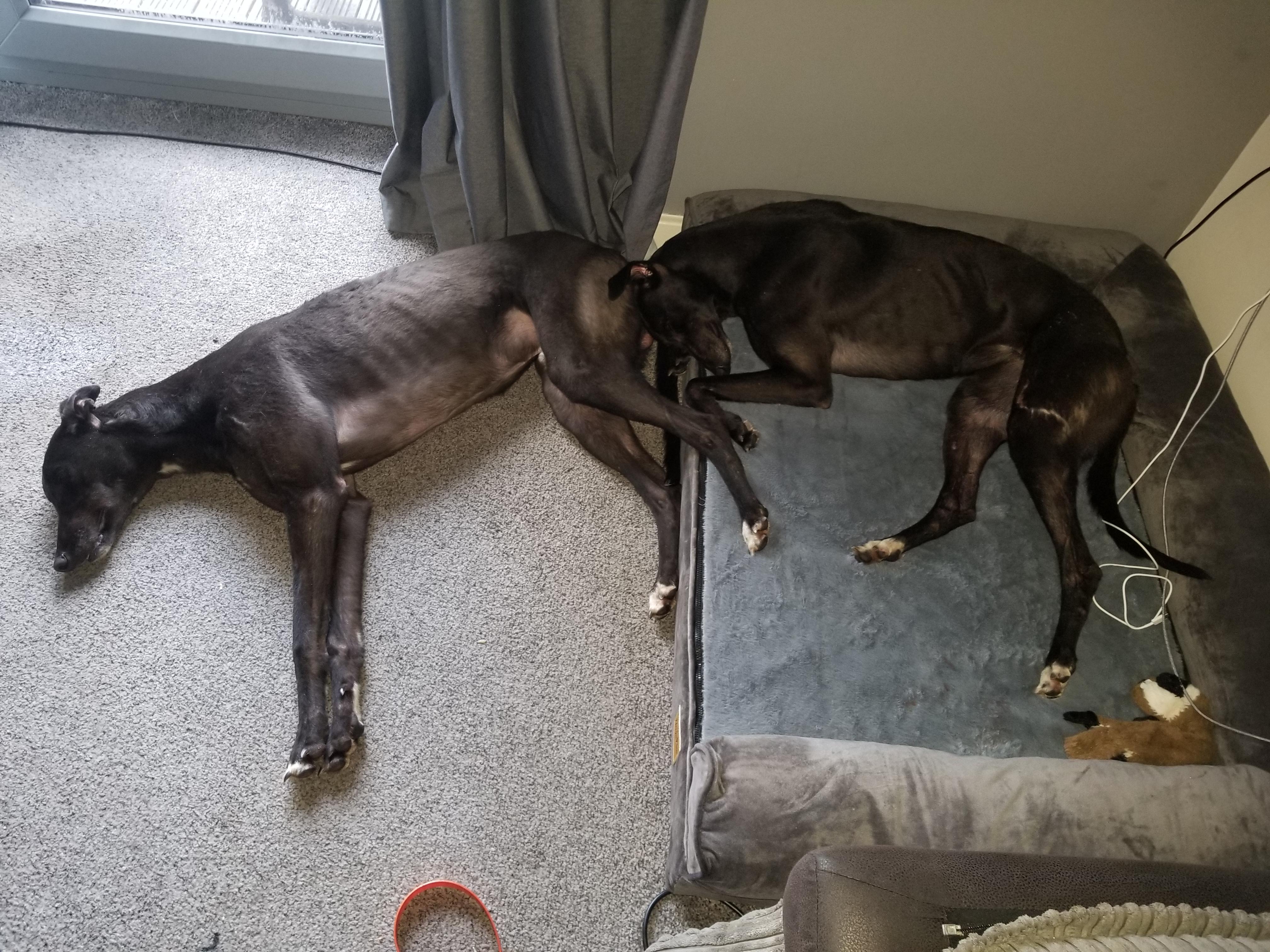 Greyhound train | Scrolller