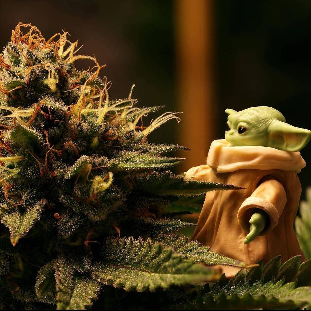 Grogu's favourite plant in the galaxy | Scrolller