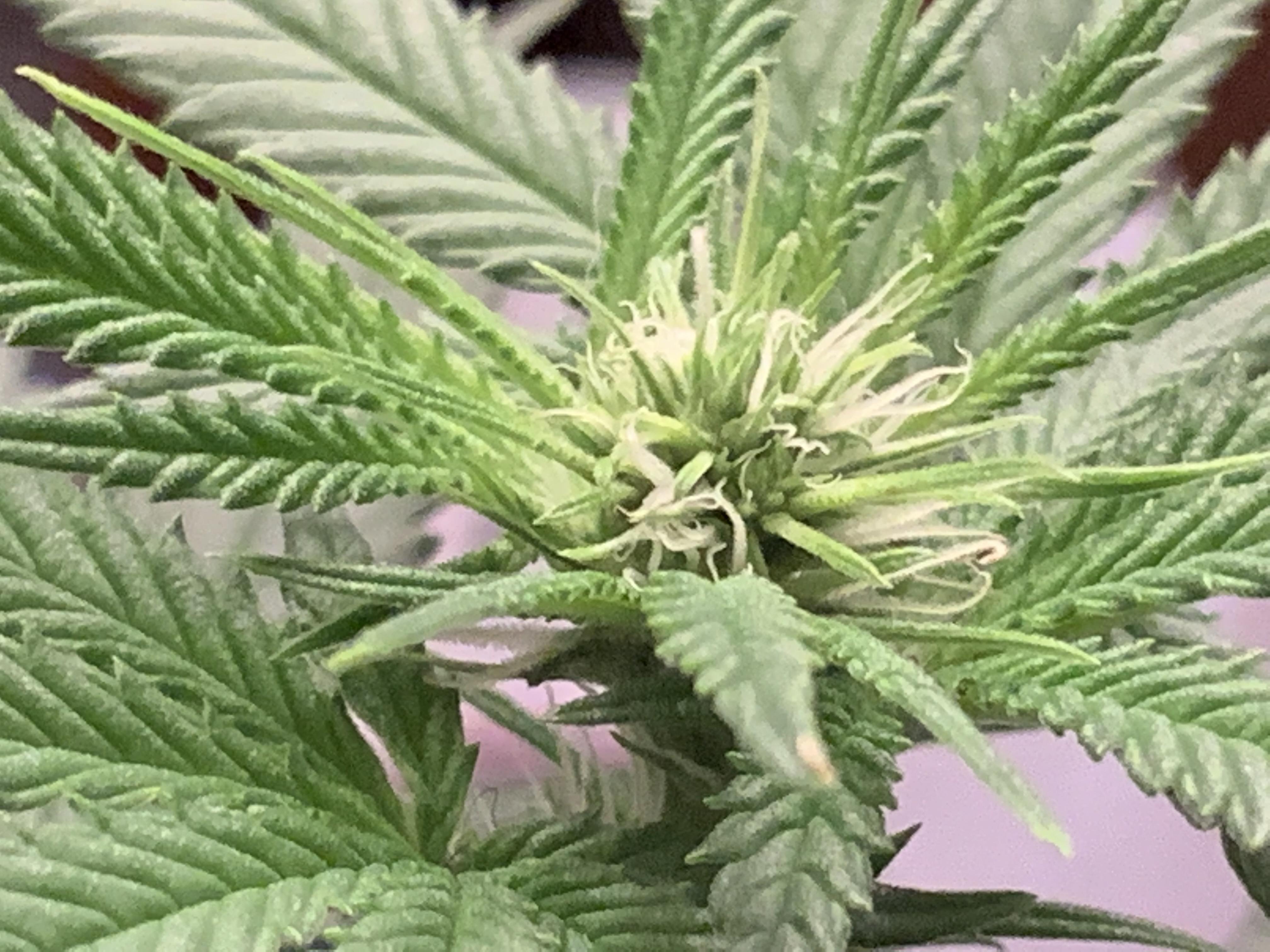 Growing beautifully. First grow from seed. | Scrolller