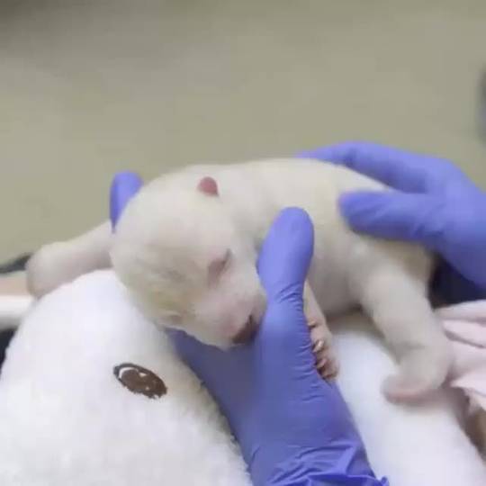 Growing up polar bear. (x-post /r/aww) | Scrolller