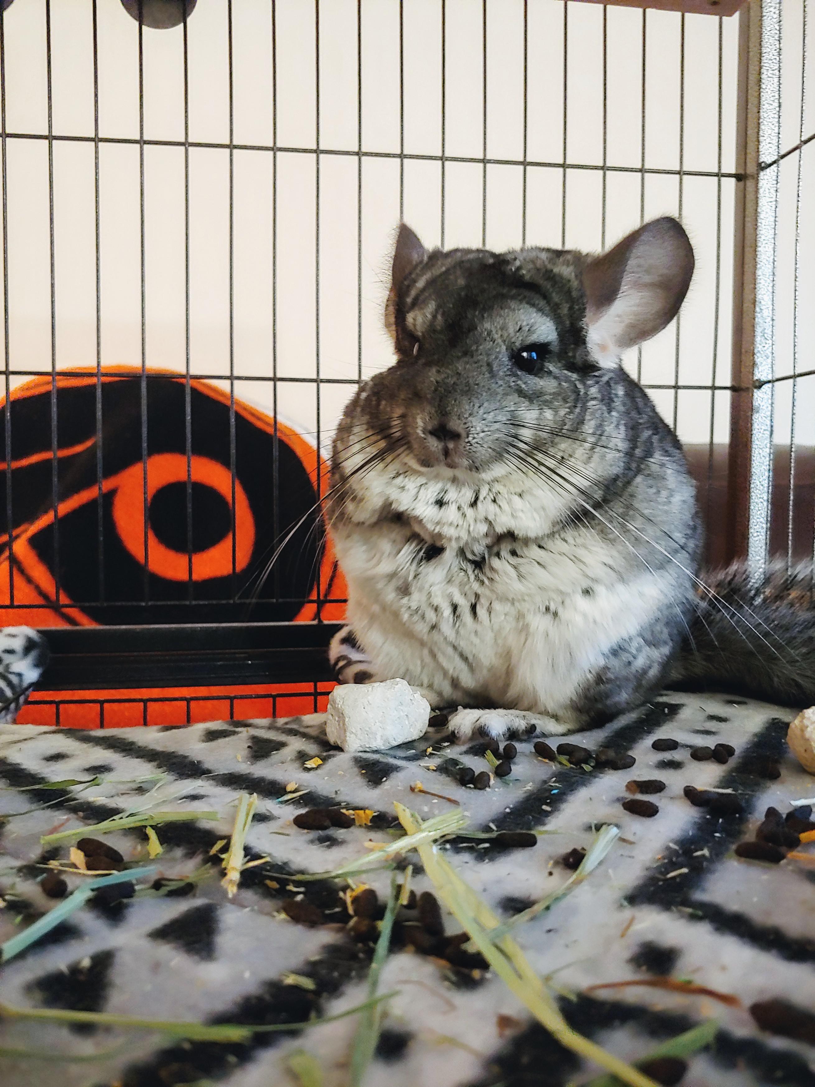 Grumpy chonk | Scrolller