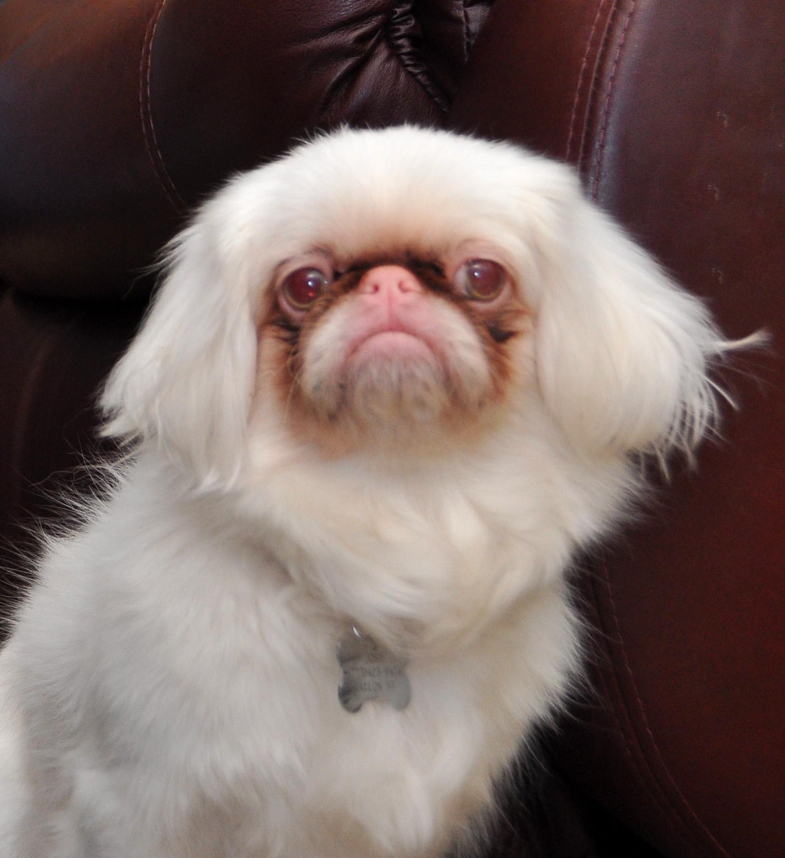 GRUMPY DOG My sister's dog. An albino pekenese mix. Makes me laugh everytime I see it. | Scrolller