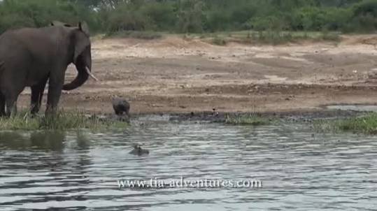 Grumpy elephant vs. baby hippo | Scrolller