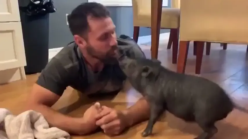 Guard pig in training | Scrolller