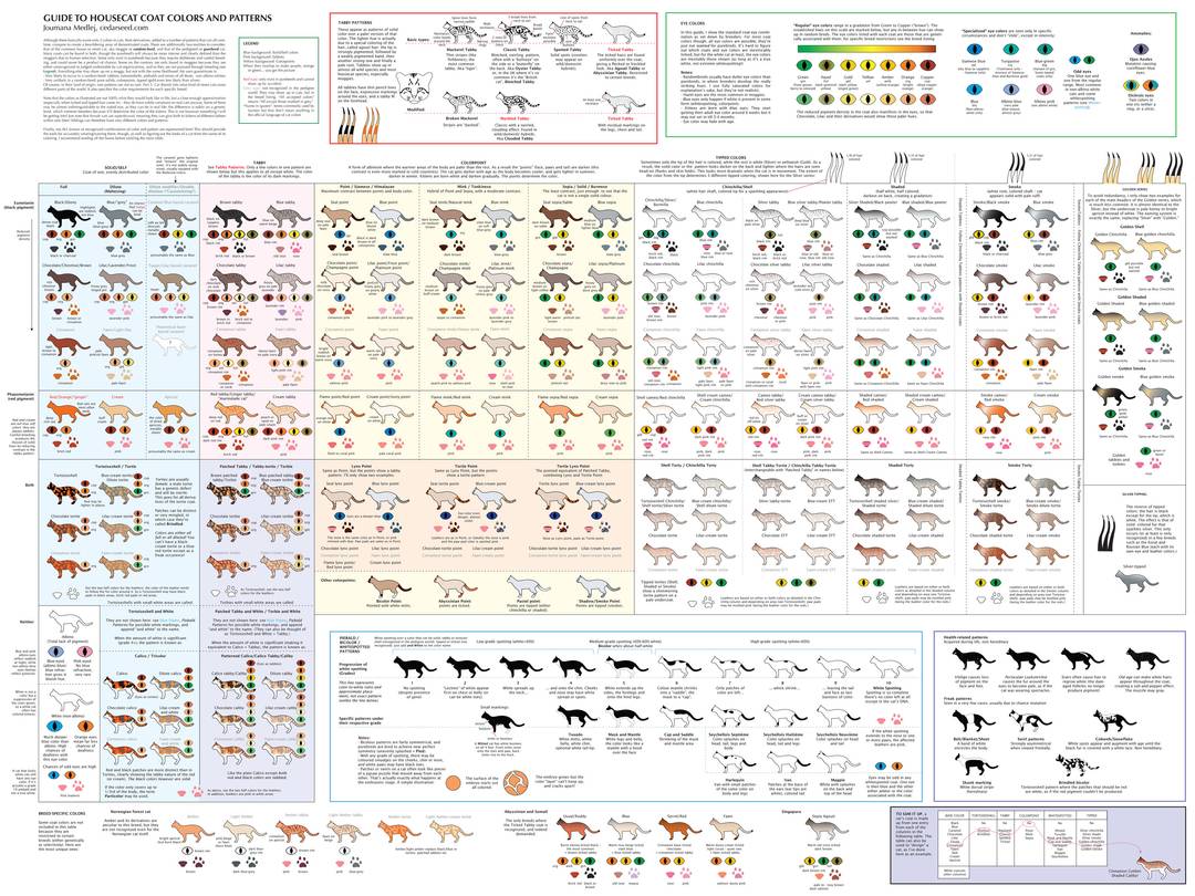 Guide to Housecat Coat Colors and Patterns [3,200px × 2,400px] | Scrolller