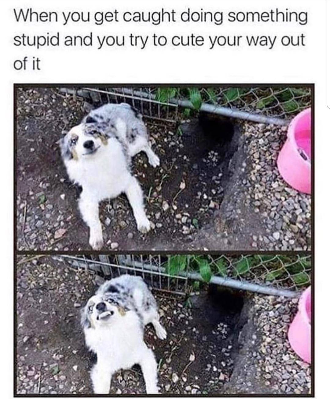 Guilty 😋 | Scrolller