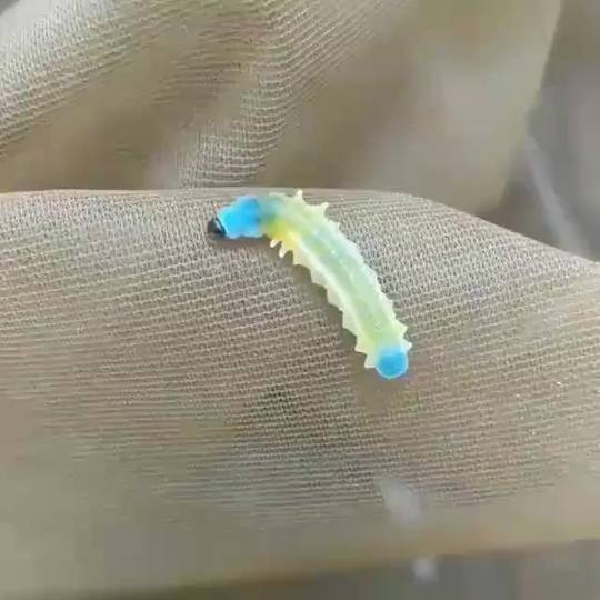 Gummy boi | Scrolller