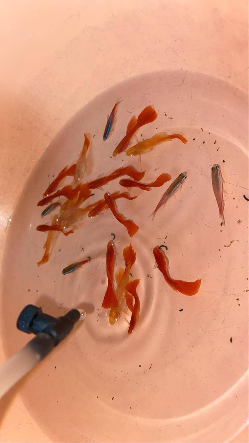 GUPPY ID PLEASE | Scrolller