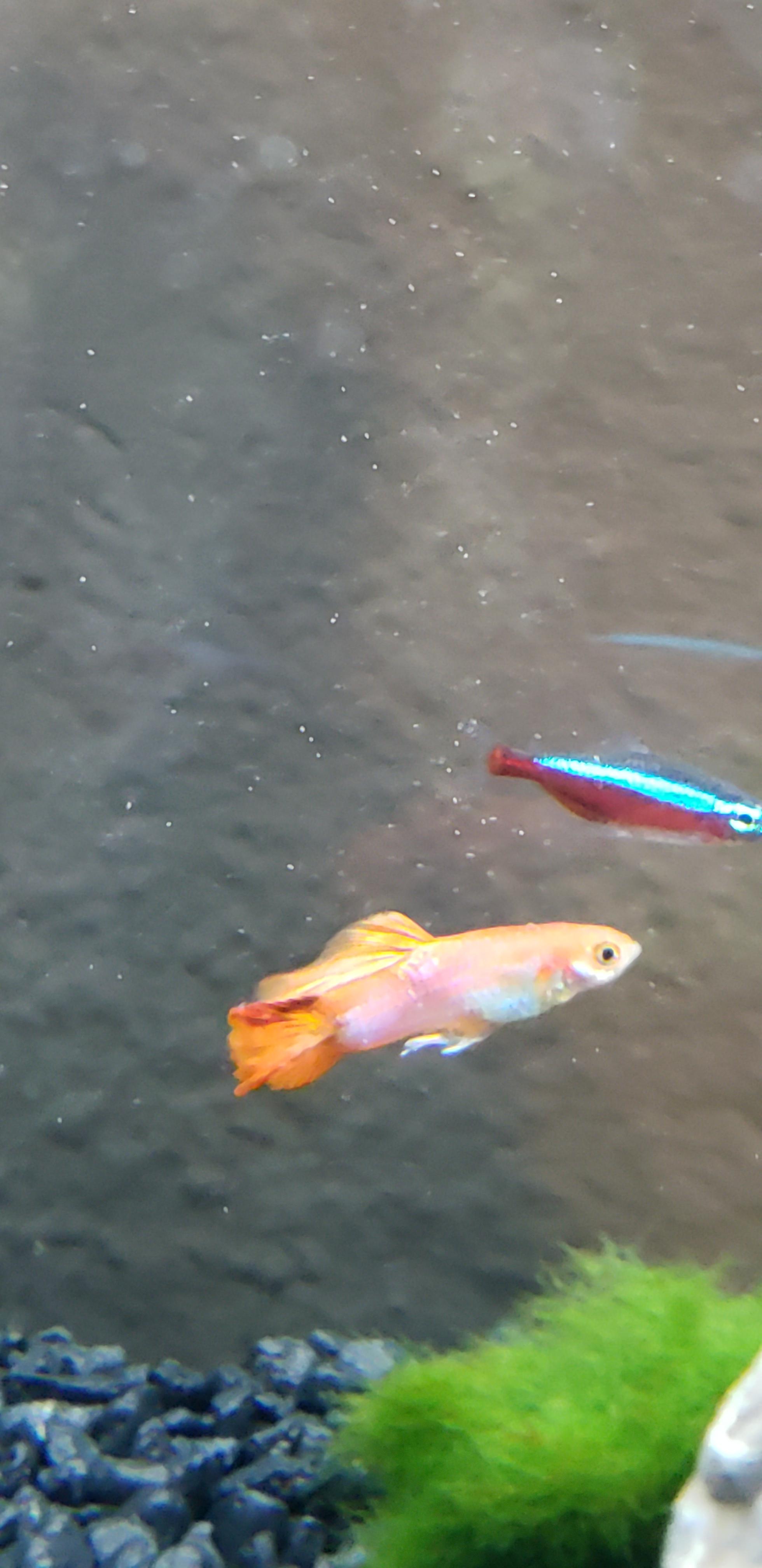 Guppy is turning blue but still seems healthy. Thoughts? | Scrolller