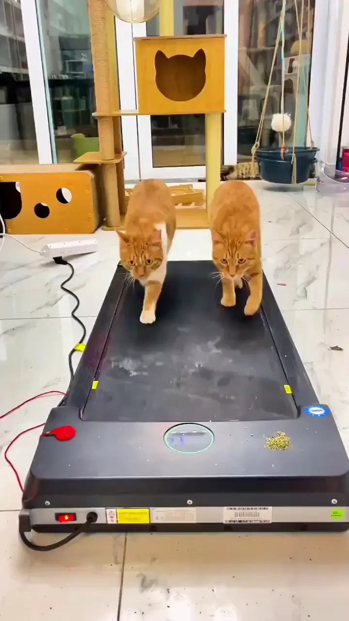 Discover more like Catswithjobs: Gym buddies and Related Content | Scrolller