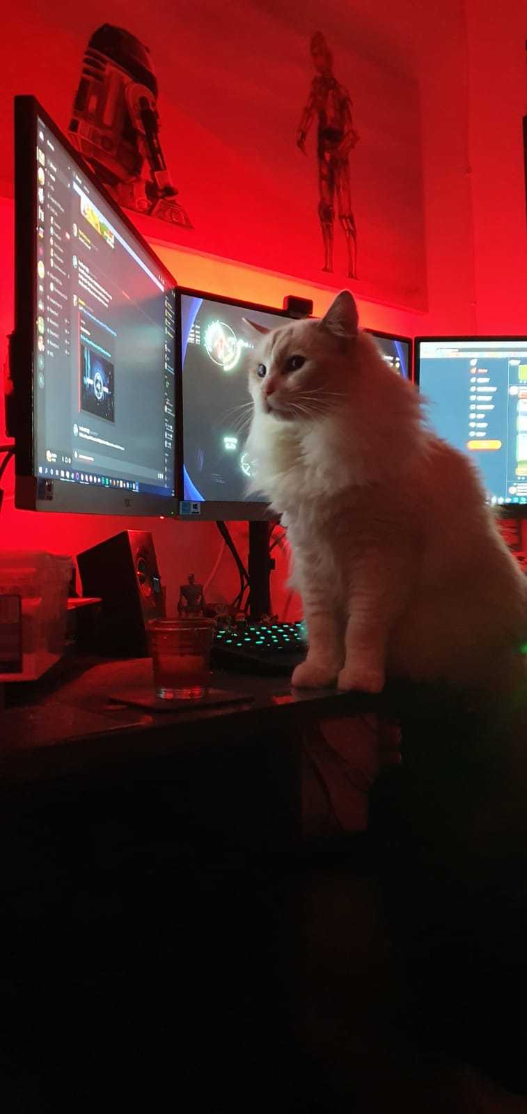 Had this boy one week! Meet Casper! | Scrolller