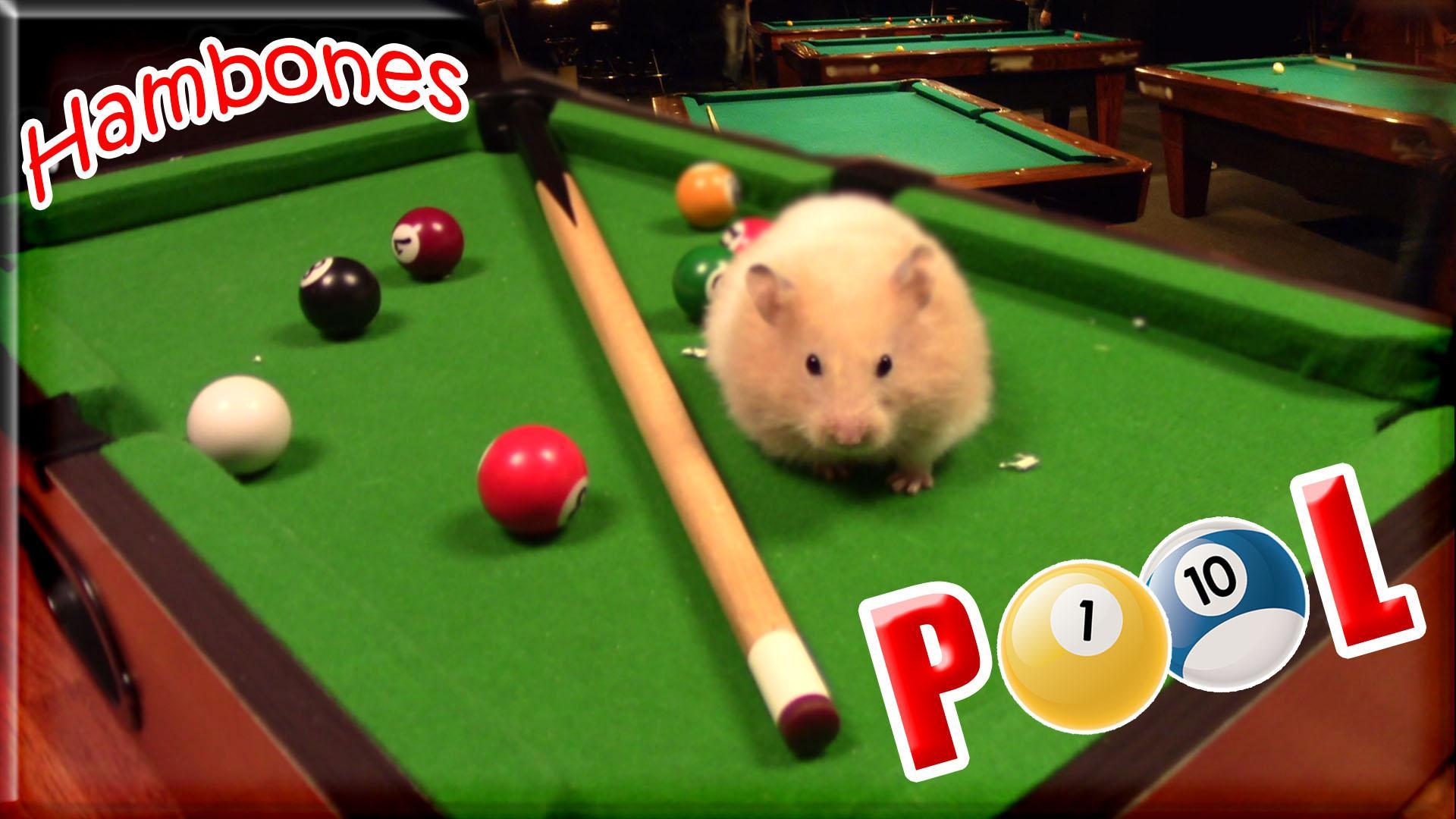 Hamster Mini Pool | Scrolller