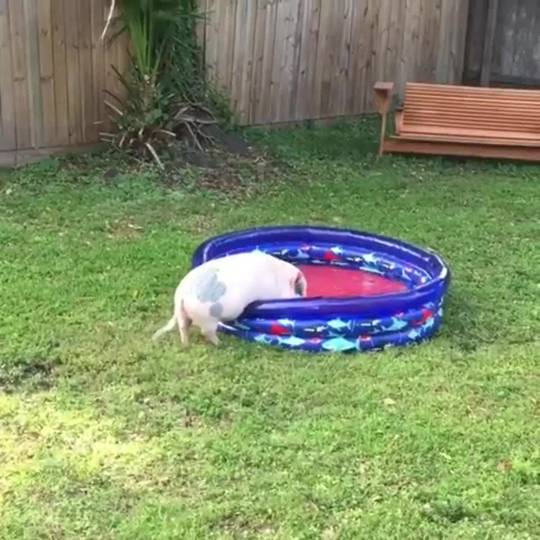 Hank getting to play in his new pool for the first time | Scrolller