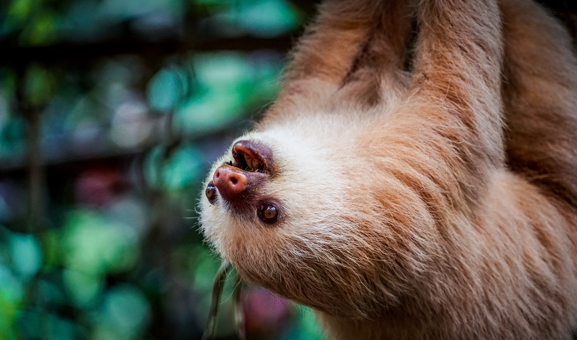 Happiest Sloth Ever! | Scrolller