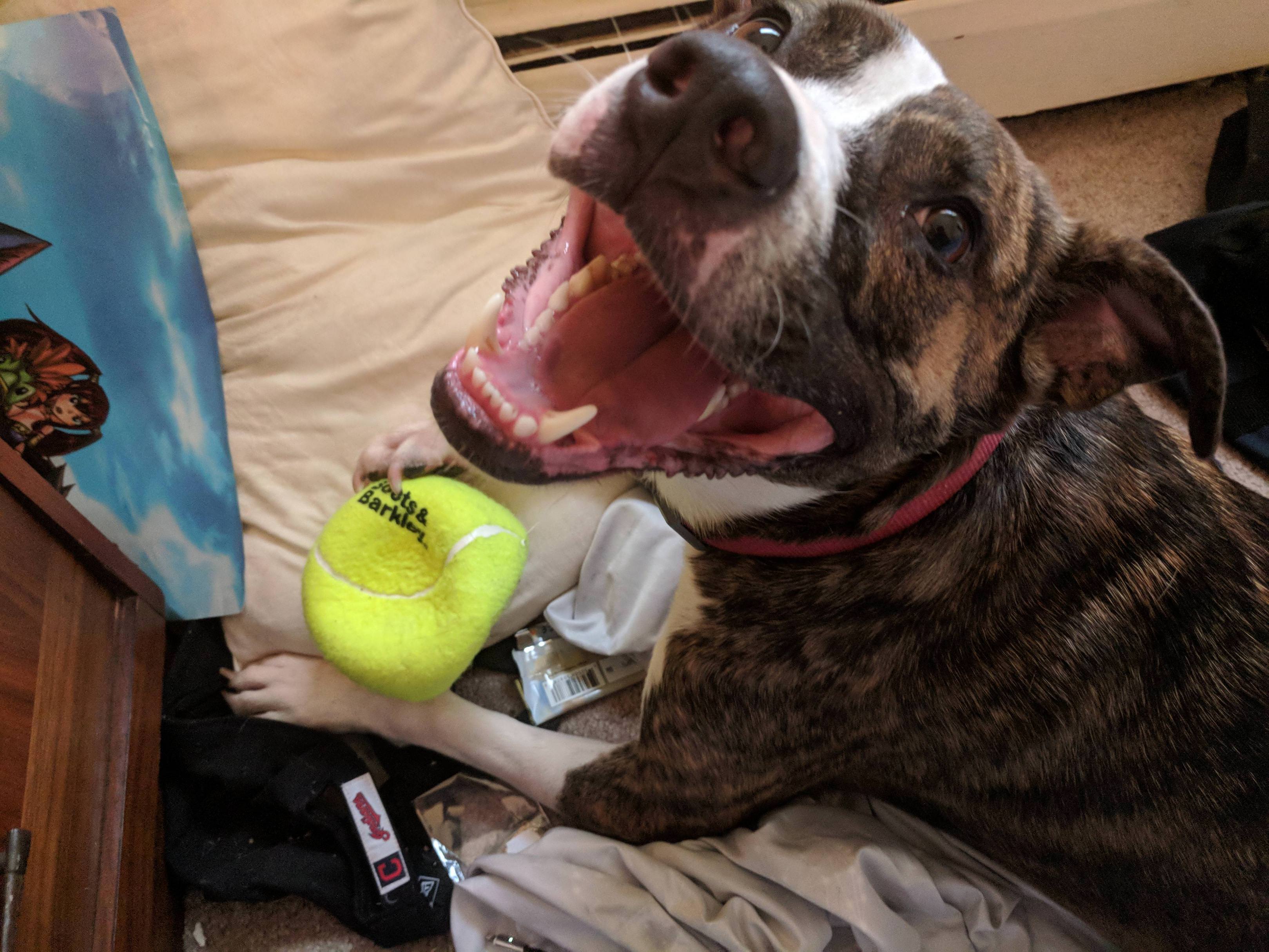 Happy adoption day. Have a giant tennis ball. | Scrolller