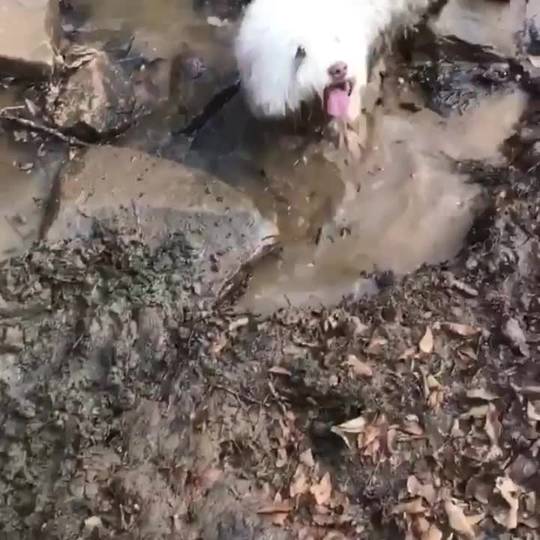 Happy as a couple pigs in mud | Scrolller