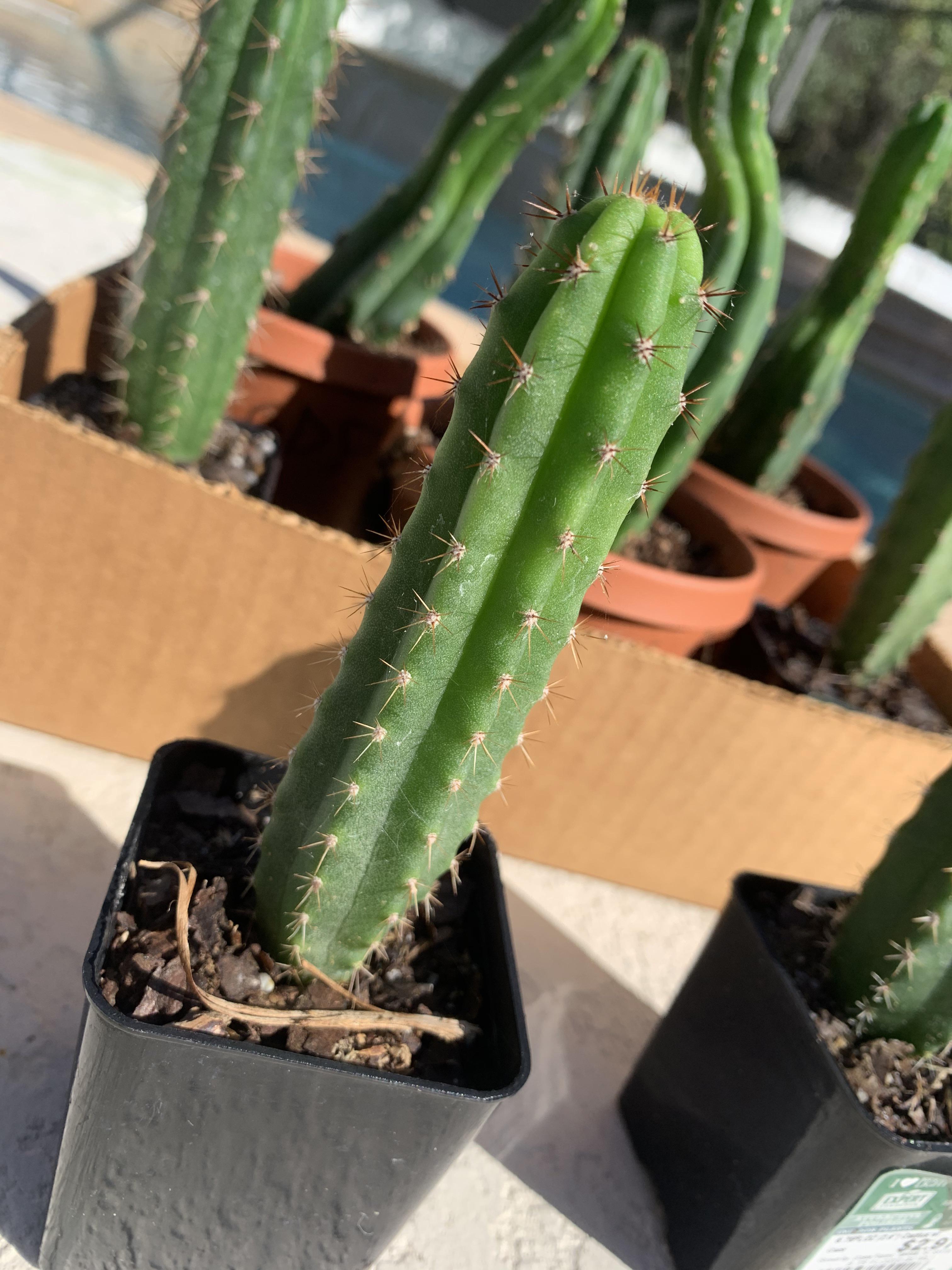 Happy Cacti :) | Scrolller