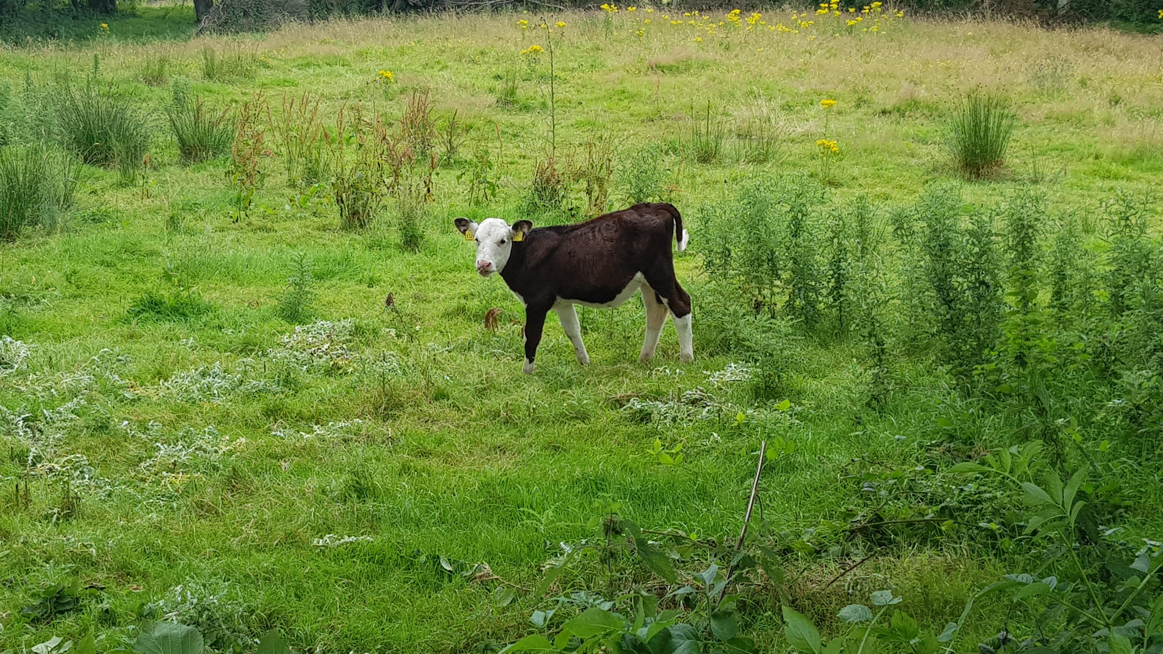 Happy calf posed for a picture 🐄 | Scrolller