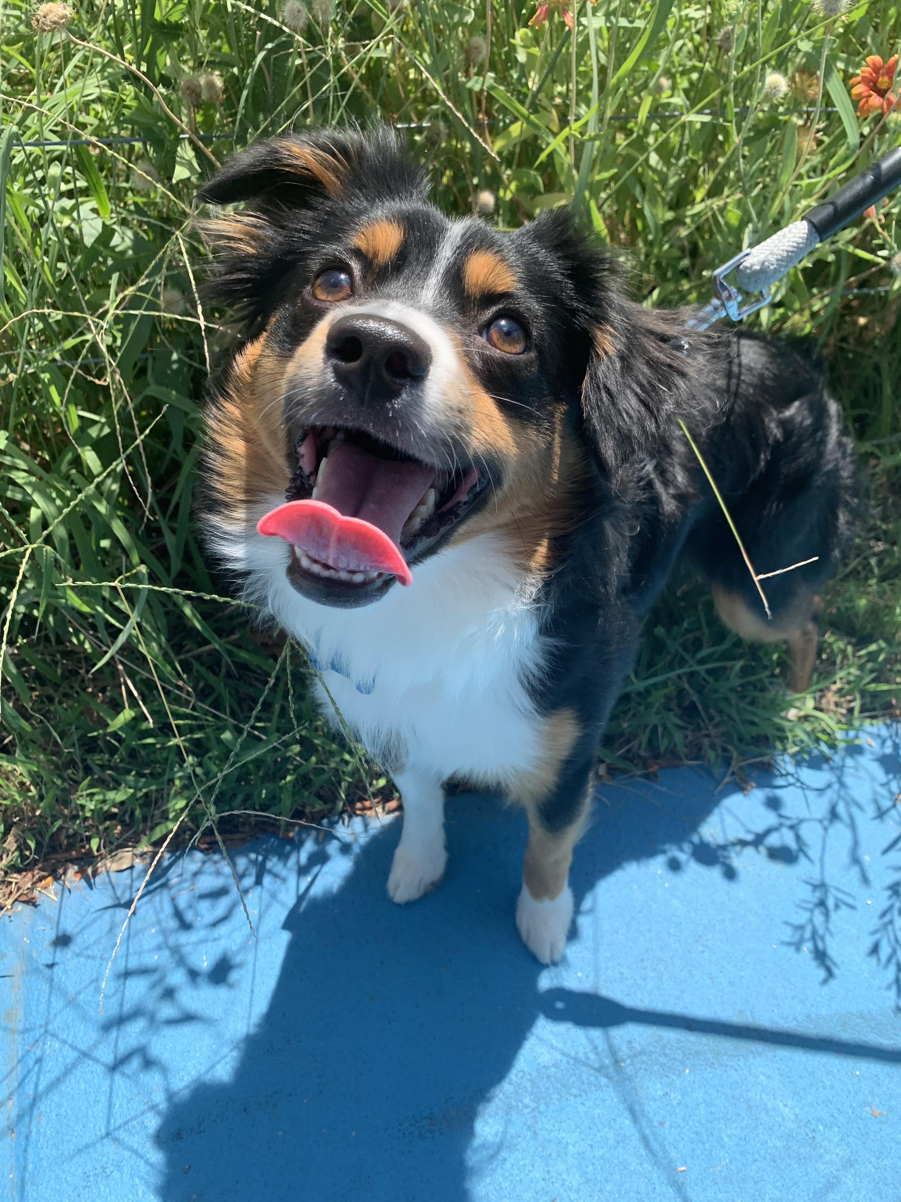 happy dog, happy owner. Meet Cosmo! | Scrolller