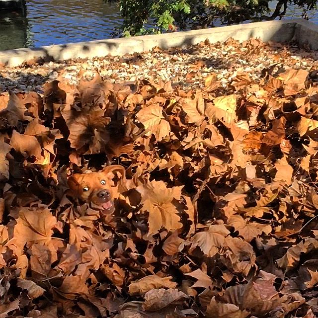 Happy Dog Hides In Leaf Pile [x-post from /r/funny] | Scrolller
